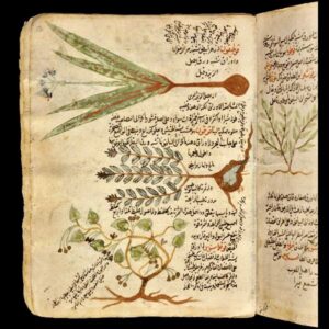 Interpreting and verifying Arabic botanical terms | Al-Furqan Islamic ...