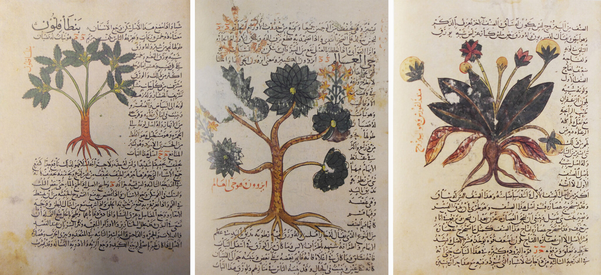 Interpreting and verifying Arabic botanical terms | Al-Furqan Islamic ...